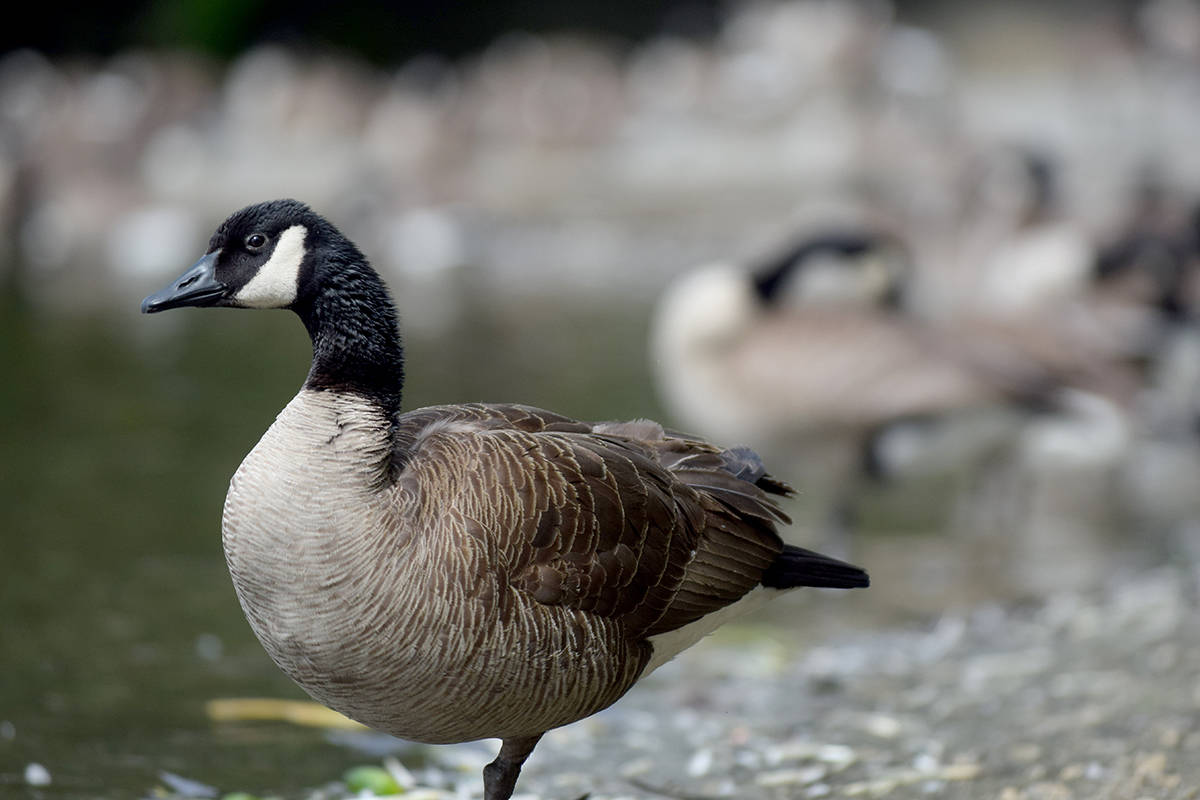 Animal group takes aim at Vernon’s goose cull | Revelstoke Review